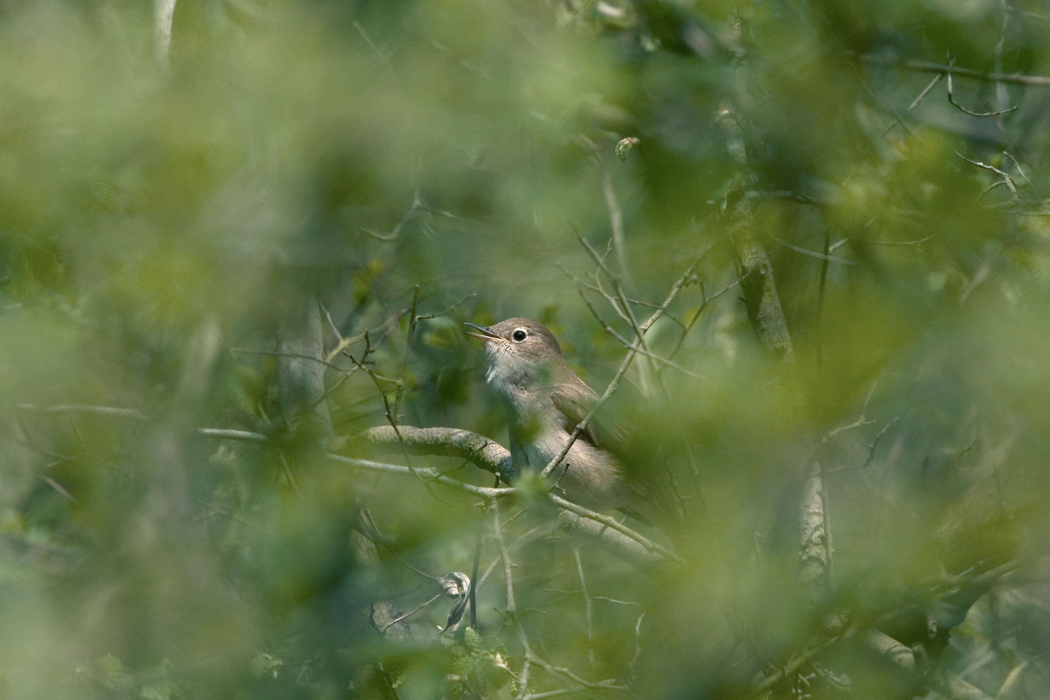 Understanding the plight of the much-loved English Nightingale | BTO